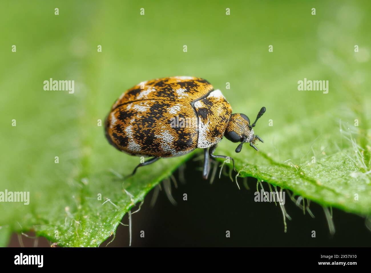 Varied carpet beetles hi-res stock photography and images - Alamy