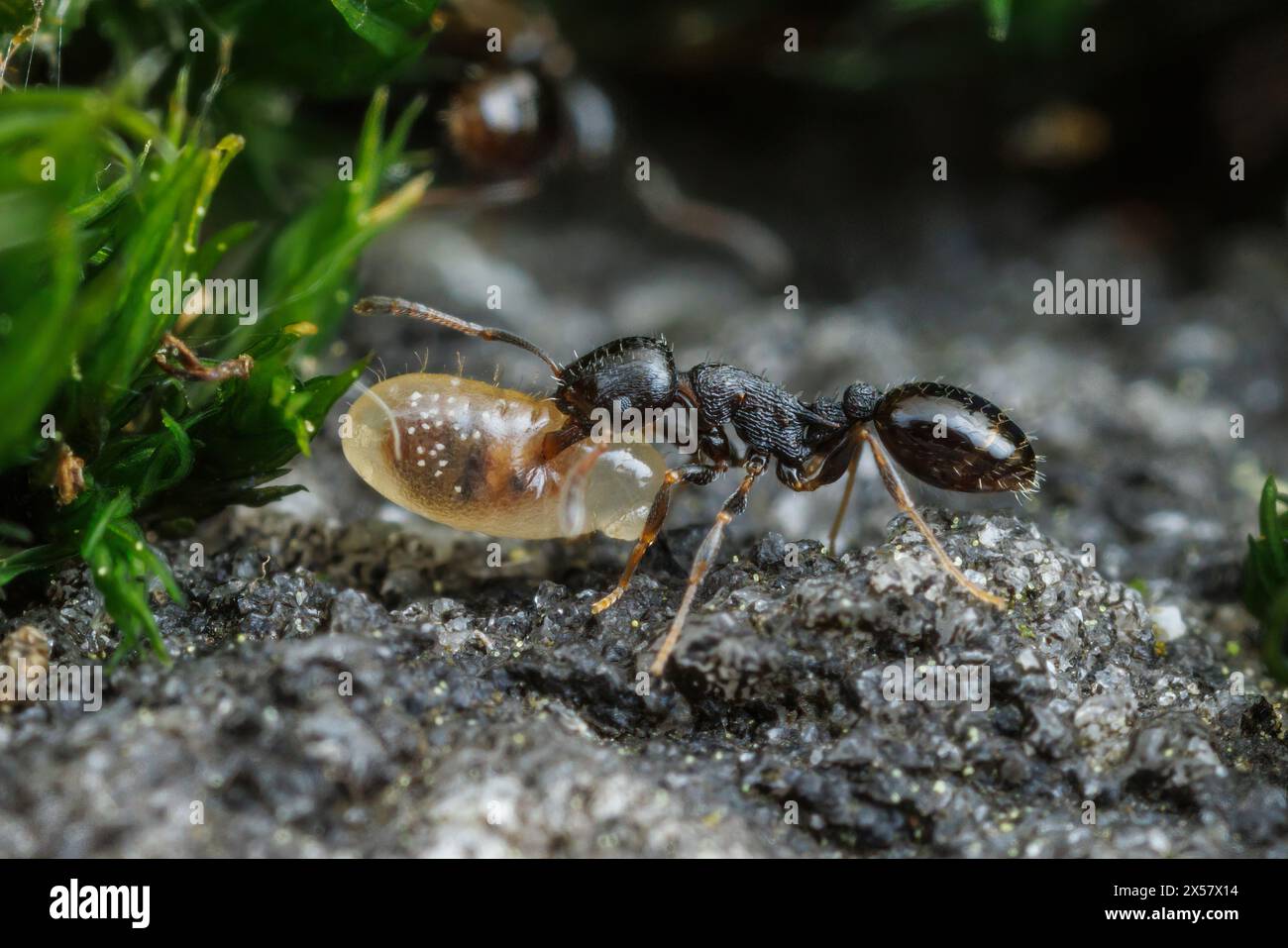 An Acorn Ant (Temnothorax longispinosus) worker relocates a larva near ...