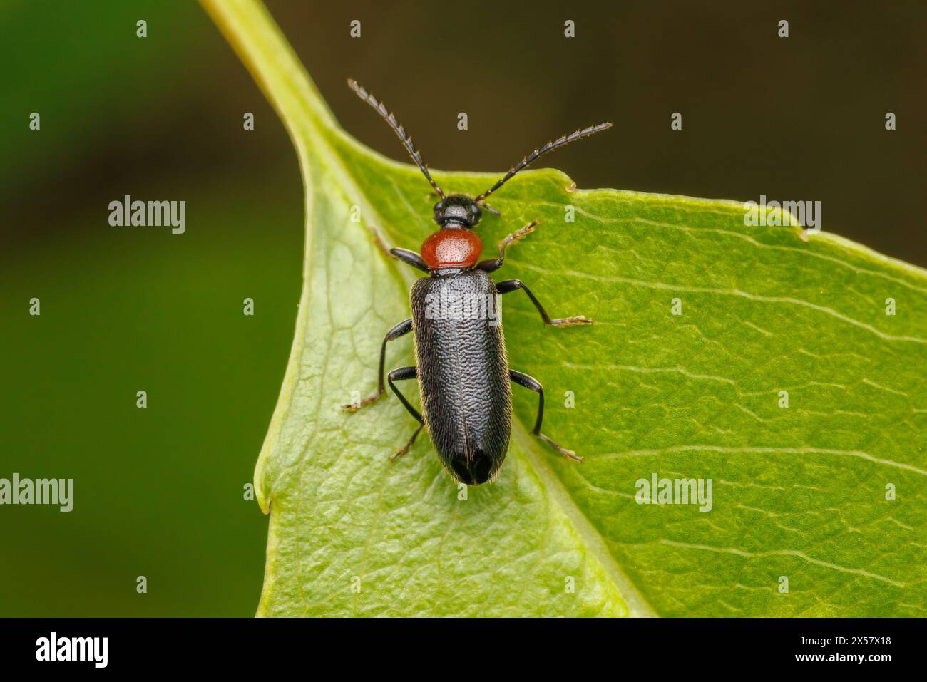 Fire-colored Beetle (Pedilus lugubris Stock Photo - Alamy