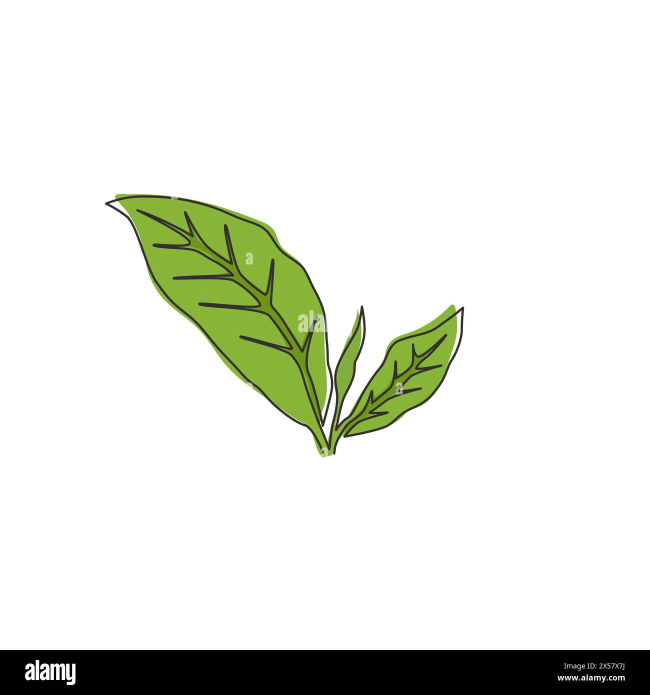 Plucking tea leaf Stock Vector Images - Alamy
