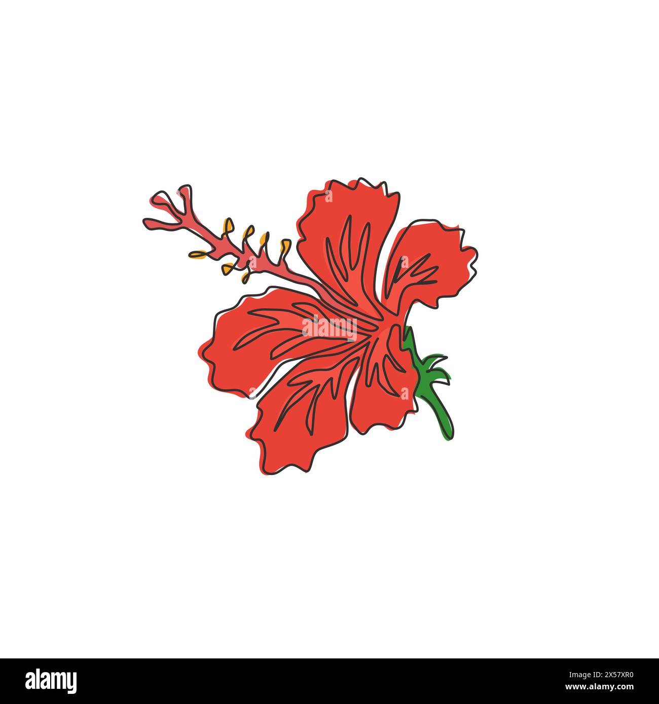 Hibiscus green leaf bud Stock Vector Images - Alamy