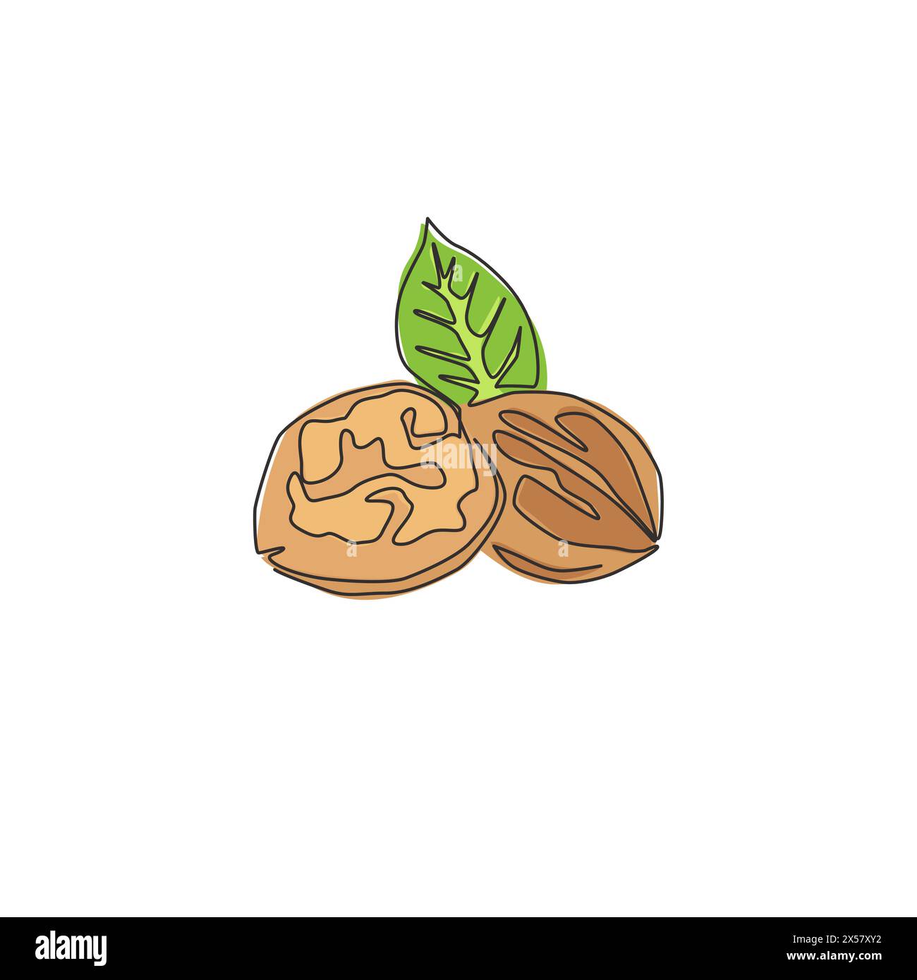 Single continuous line drawing whole healthy organic walnut and leaves ...