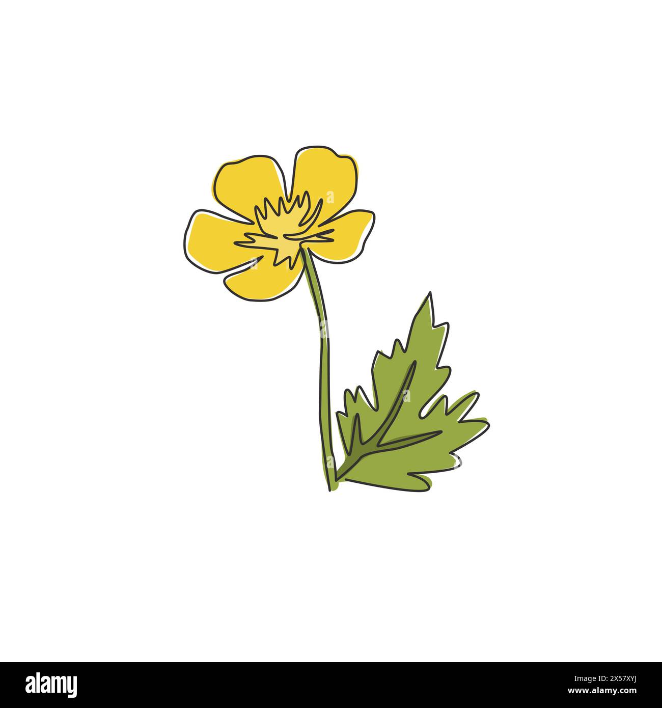 Buttercup flower vector vectors hi-res stock photography and images - Alamy