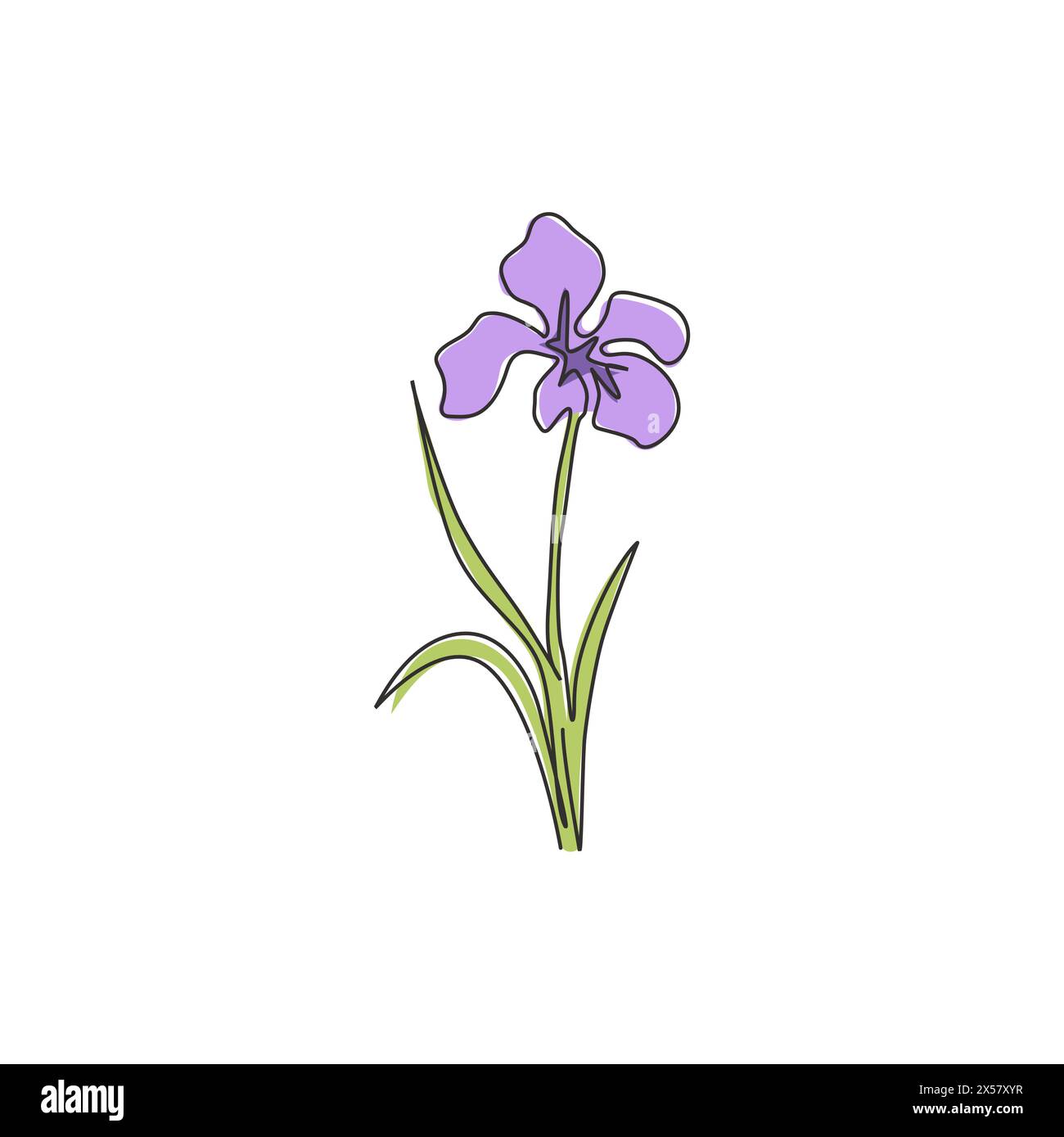 Iris flower drawing hi-res stock photography and images - Alamy