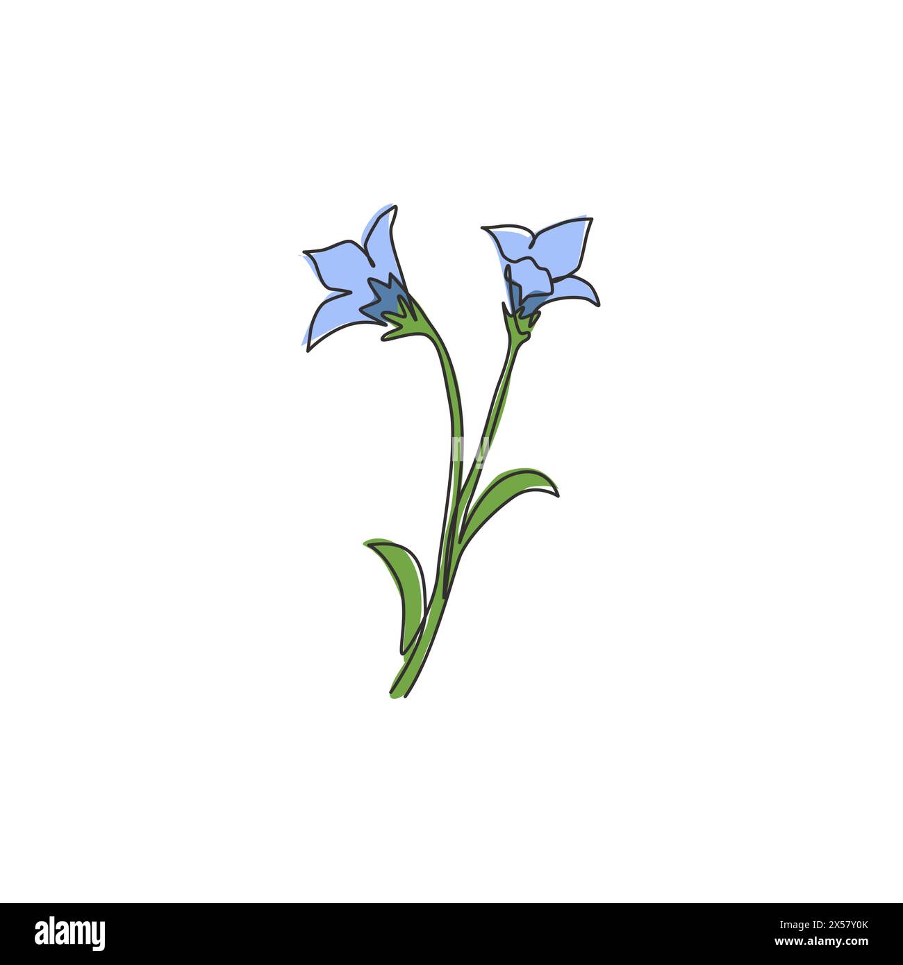Single bluebell plant Stock Vector Images - Alamy
