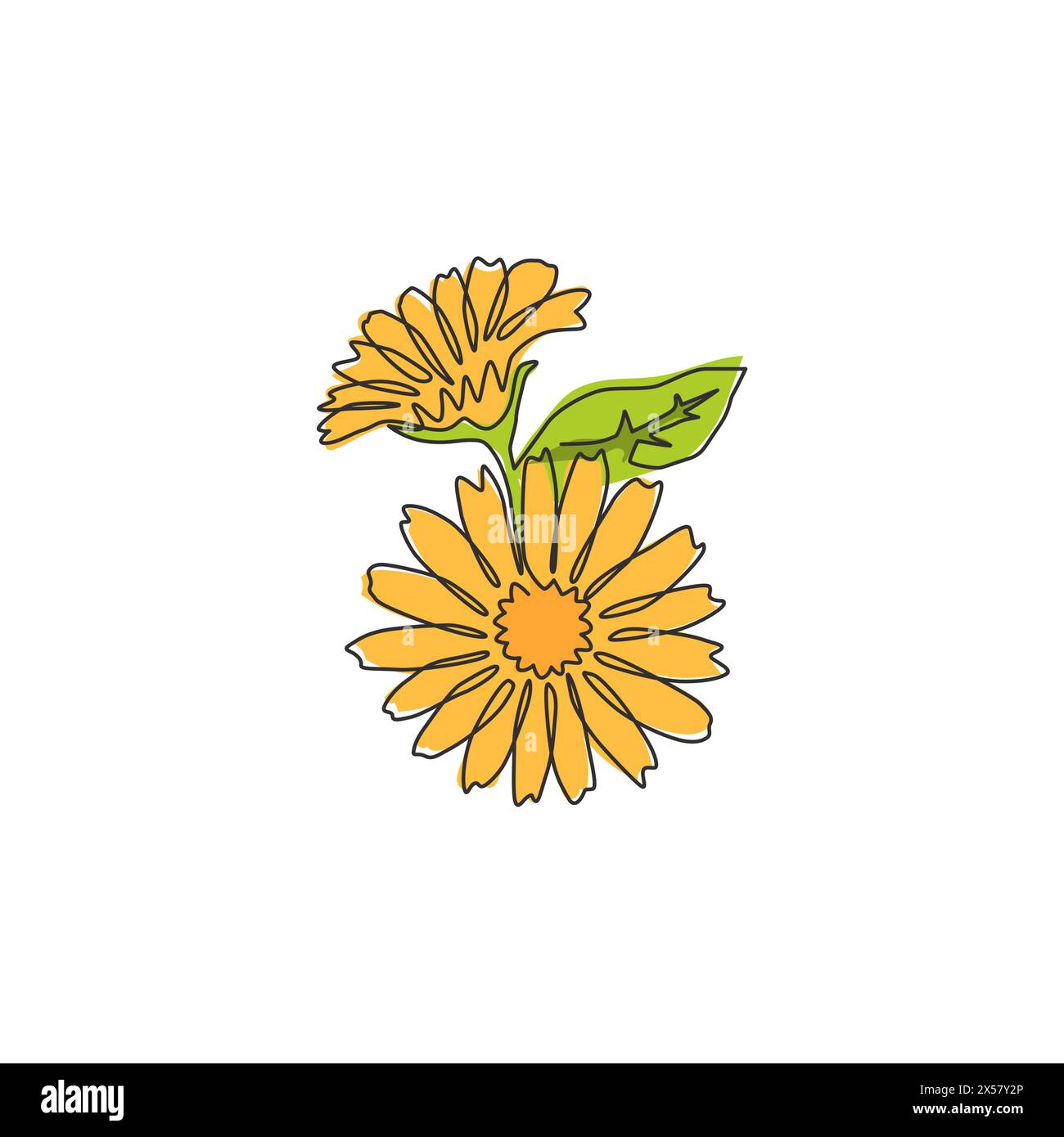 One single line drawing of beauty fresh marigold for home wall decor ...