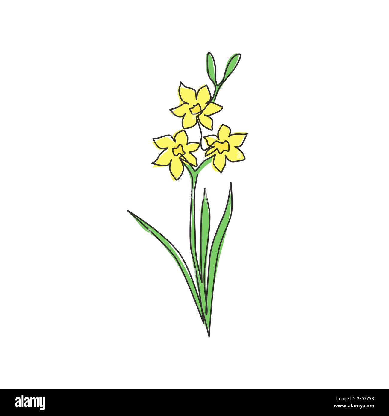 Dafodil Stock Vector Images - Alamy
