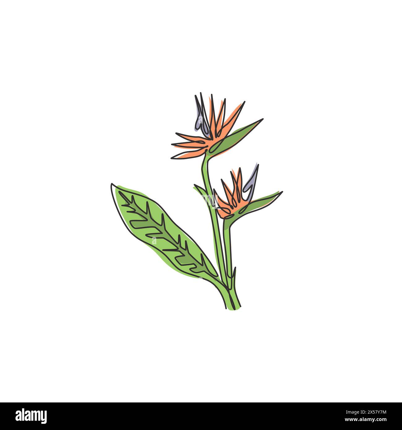 One continuous line drawing beauty fresh strelitzia for home art wall ...
