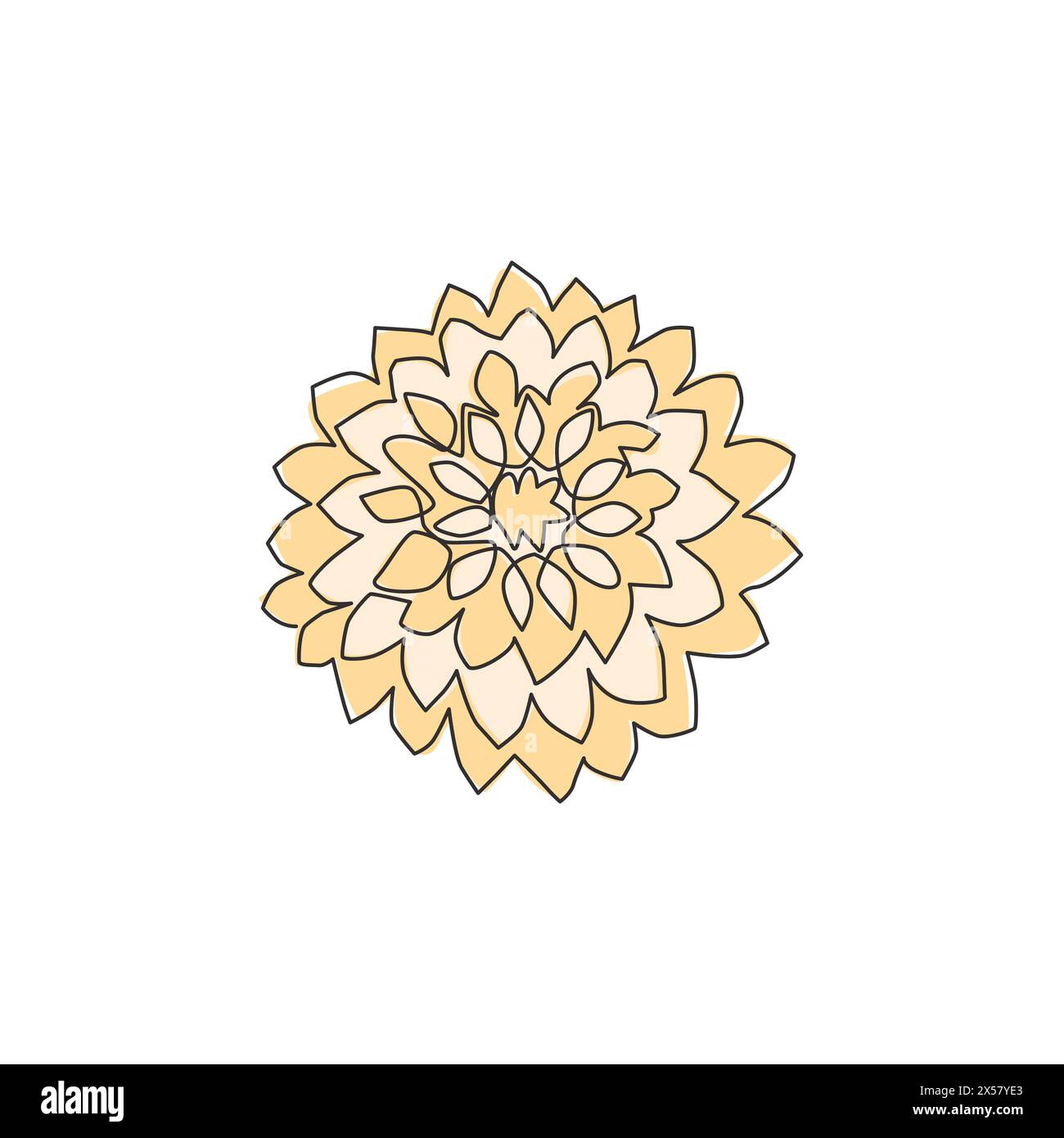Blossom and bud of pink dahlia Stock Vector Images - Alamy