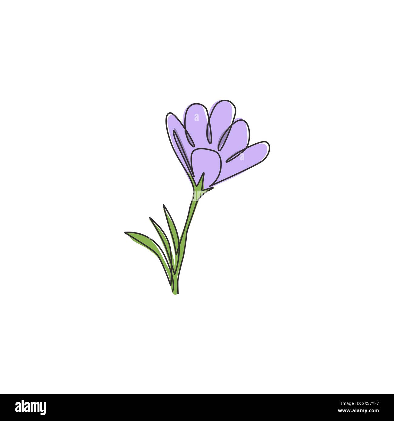 Saffron crocus plant drawing Stock Vector Images - Alamy