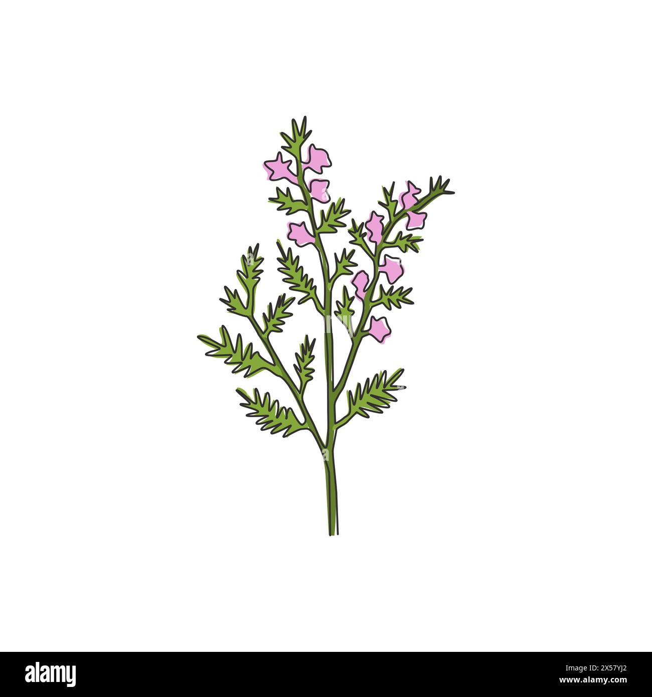 Heather bunch Stock Vector Images - Alamy