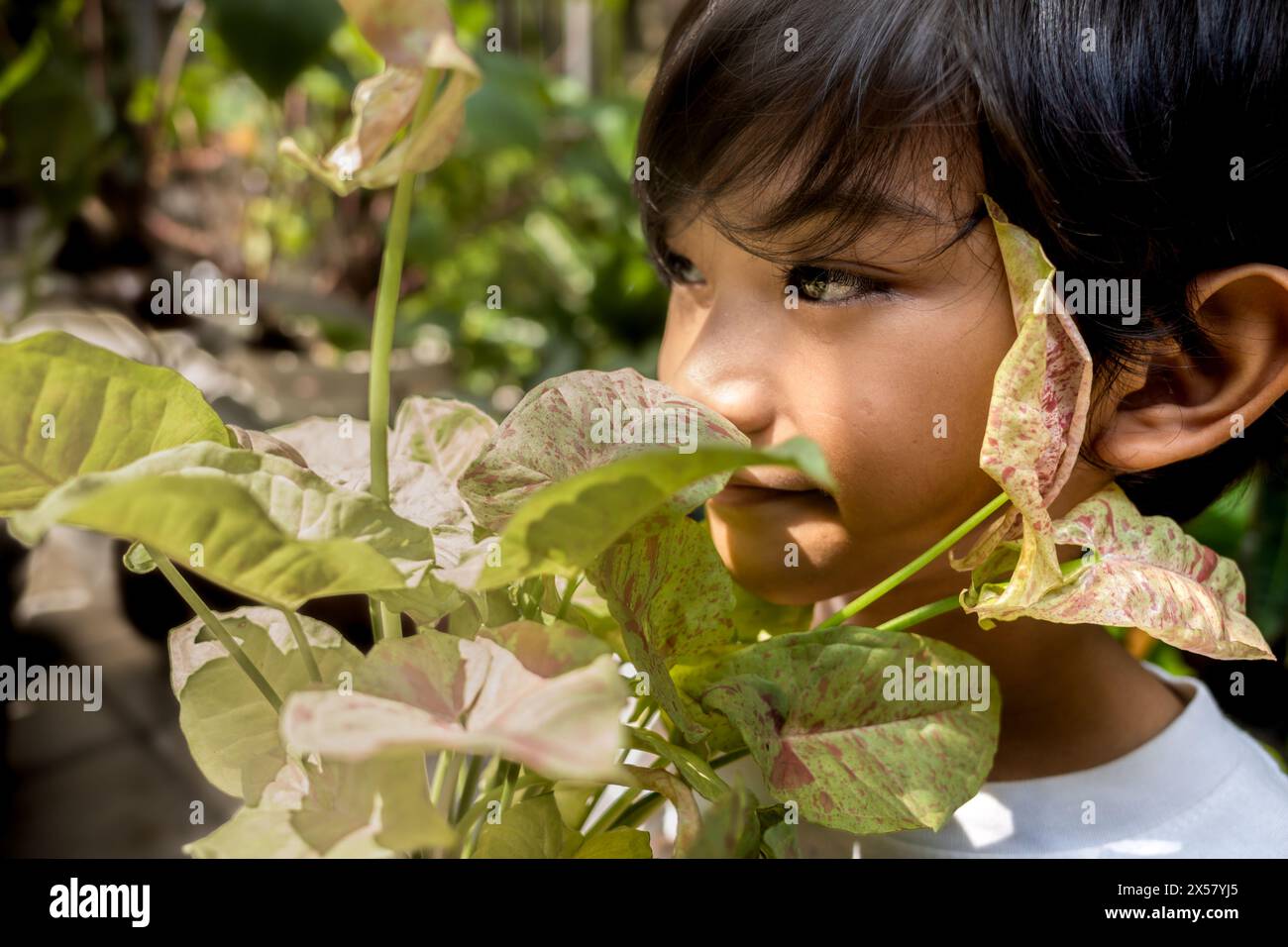 Shy Asian little boy holding exotic tropical plant covering his cute ...