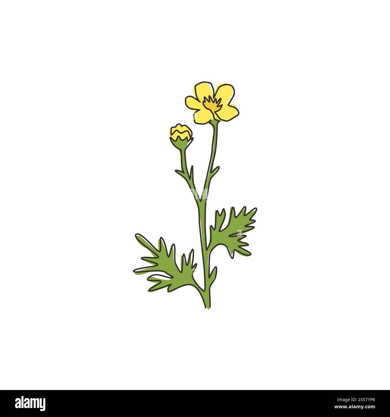 Single One Line Drawing Of Beauty Fresh Ranunculus For Garden Logo