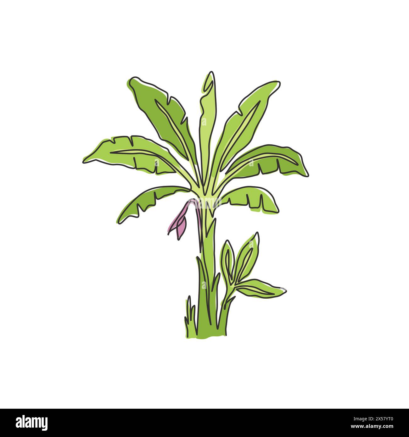 Single Continuous Line Drawing Of Fresh And Exotic Banana Tree