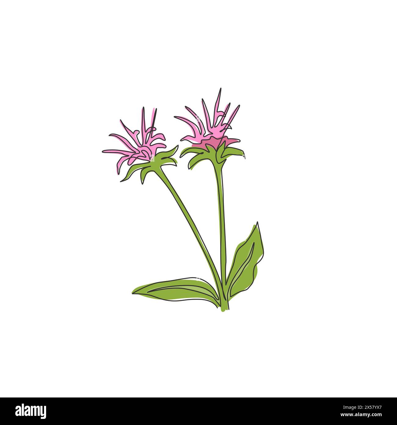 Bergamot monarda Stock Vector Images - Alamy