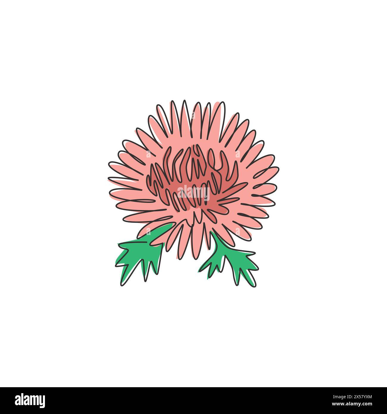 One Continuous Line Drawing Of Beauty Fresh Chrysanthemum For Garden