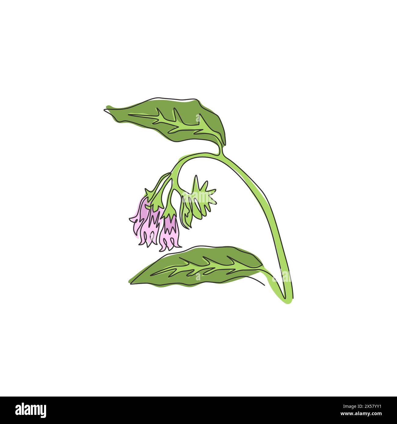 The true comfrey symphytum officinale Stock Vector Images - Alamy