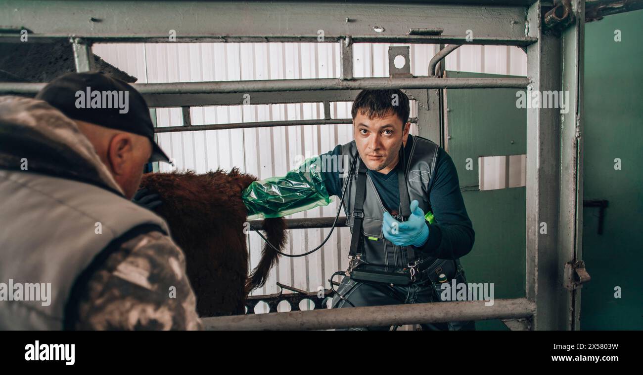 veterinarian conducting an ultrasound examination on a cow, a crucial ...