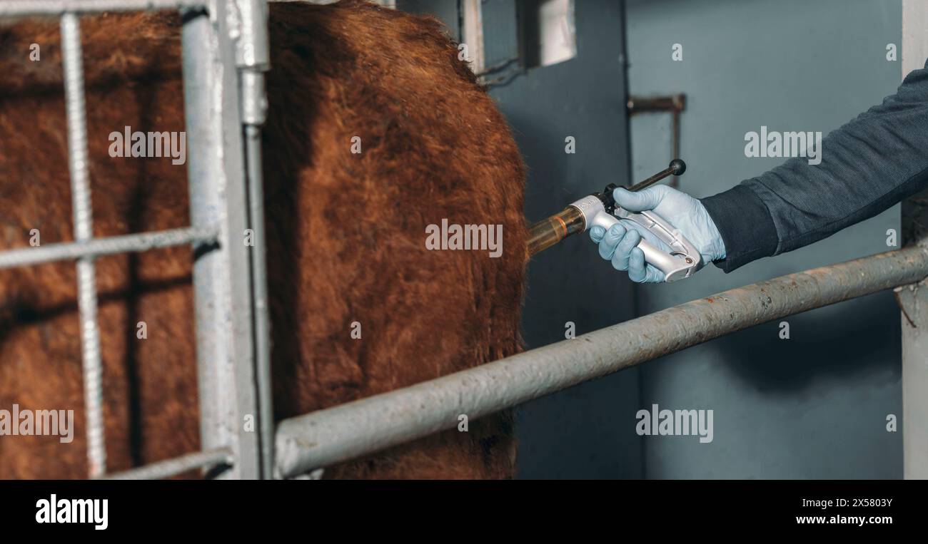 veterinarian administering a crucial vaccine to cattle, ensuring the ...