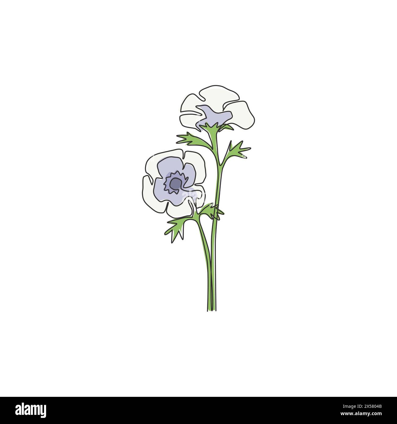 Windflower plant Stock Vector Images - Alamy