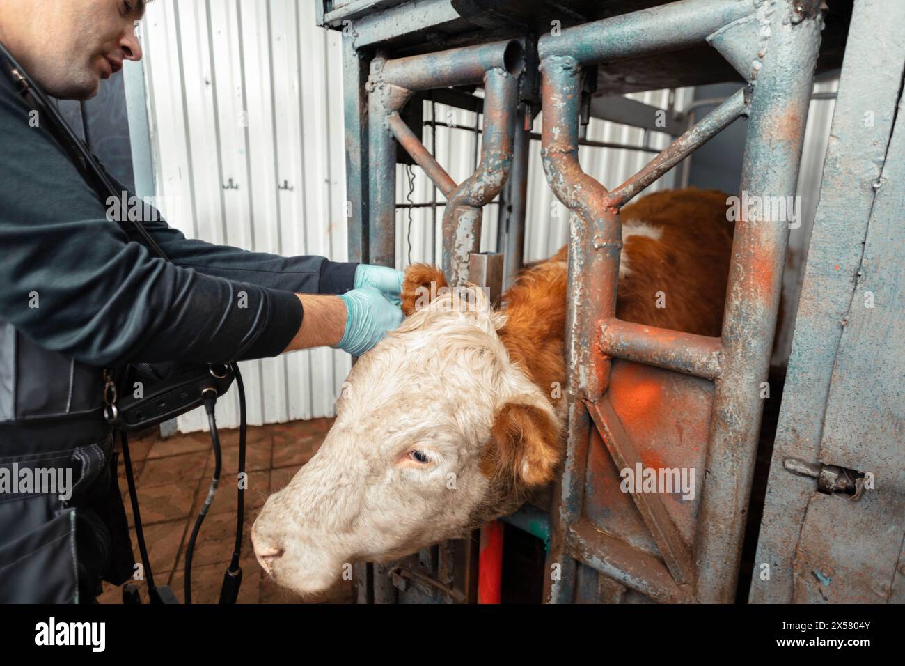 farmer attaches an ear tag to cattle, illustrating the critical role of ...