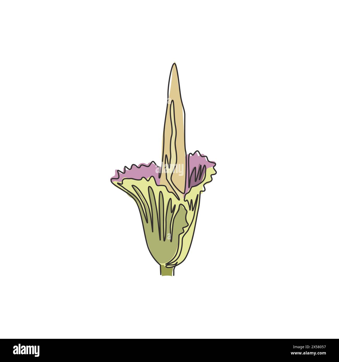 Corpse flower titan arum Stock Vector Images - Alamy