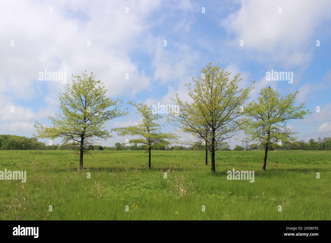 Five pin oaks isolated in the Linne Woods restored tallgrass prairie in ...