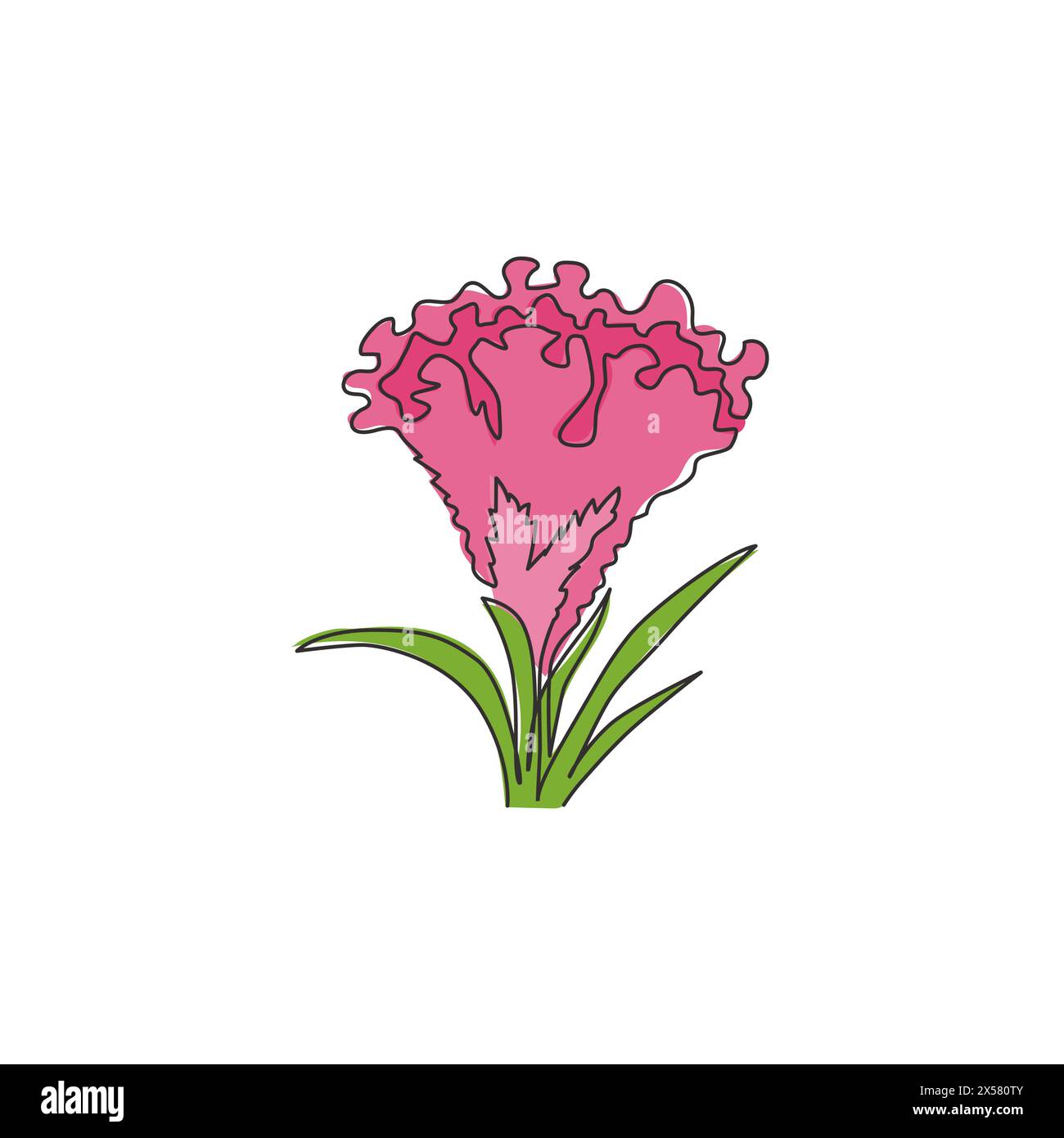 Celosia Cristata Cockscomb Stock Vector Images Alamy