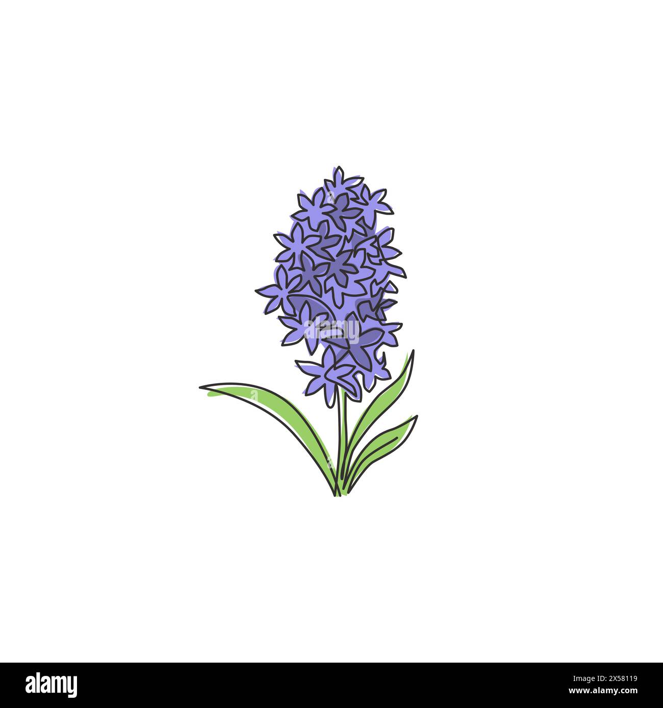 Hyacinthus vector vectors hi-res stock photography and images - Alamy
