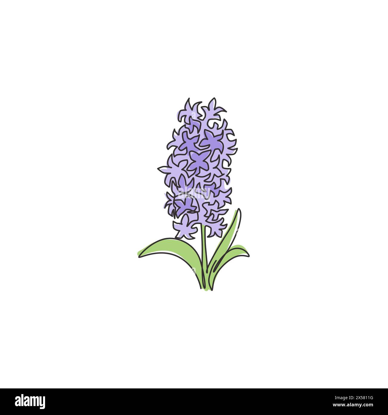 Hyacinthus vector vectors hi-res stock photography and images - Alamy