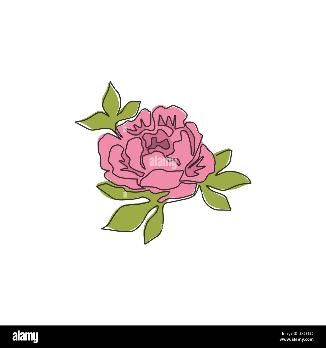 Single peony Stock Vector Images - Alamy