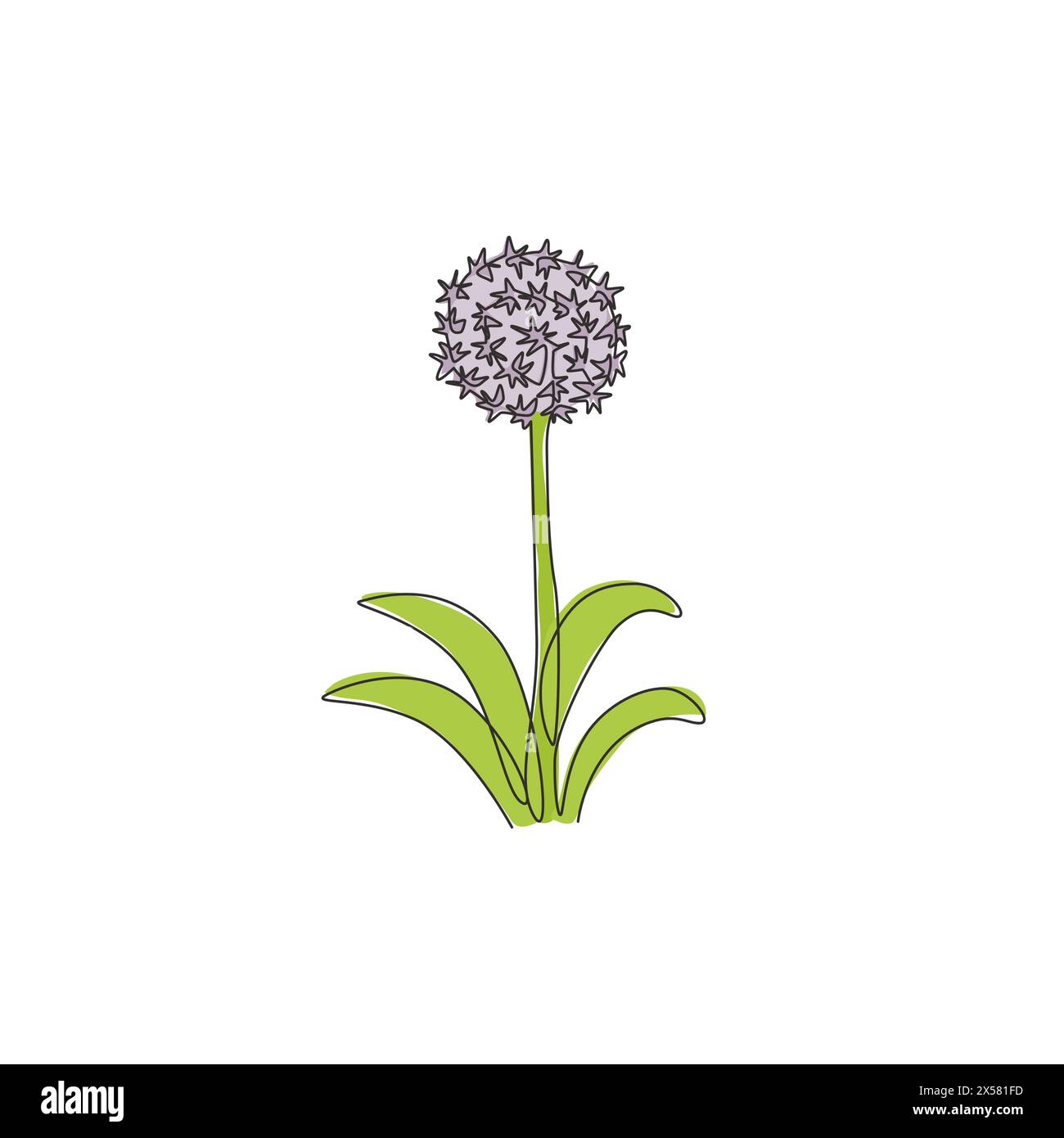 Single one line drawing of beauty fresh allium giganteum for garden ...