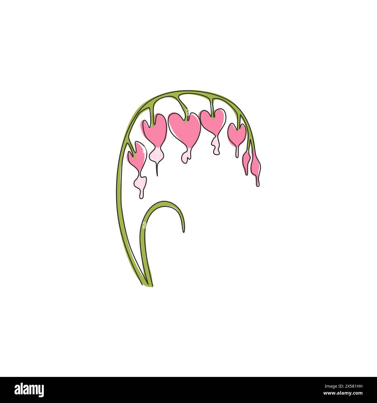 Asian bleeding heart Stock Vector Images - Alamy