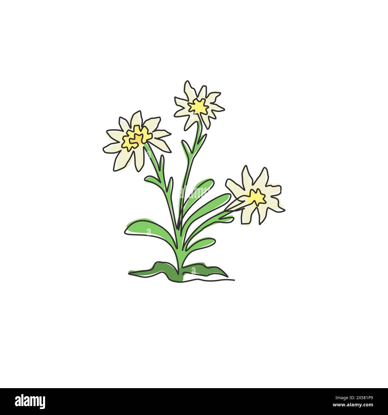 Edelweiss Flower Artwork