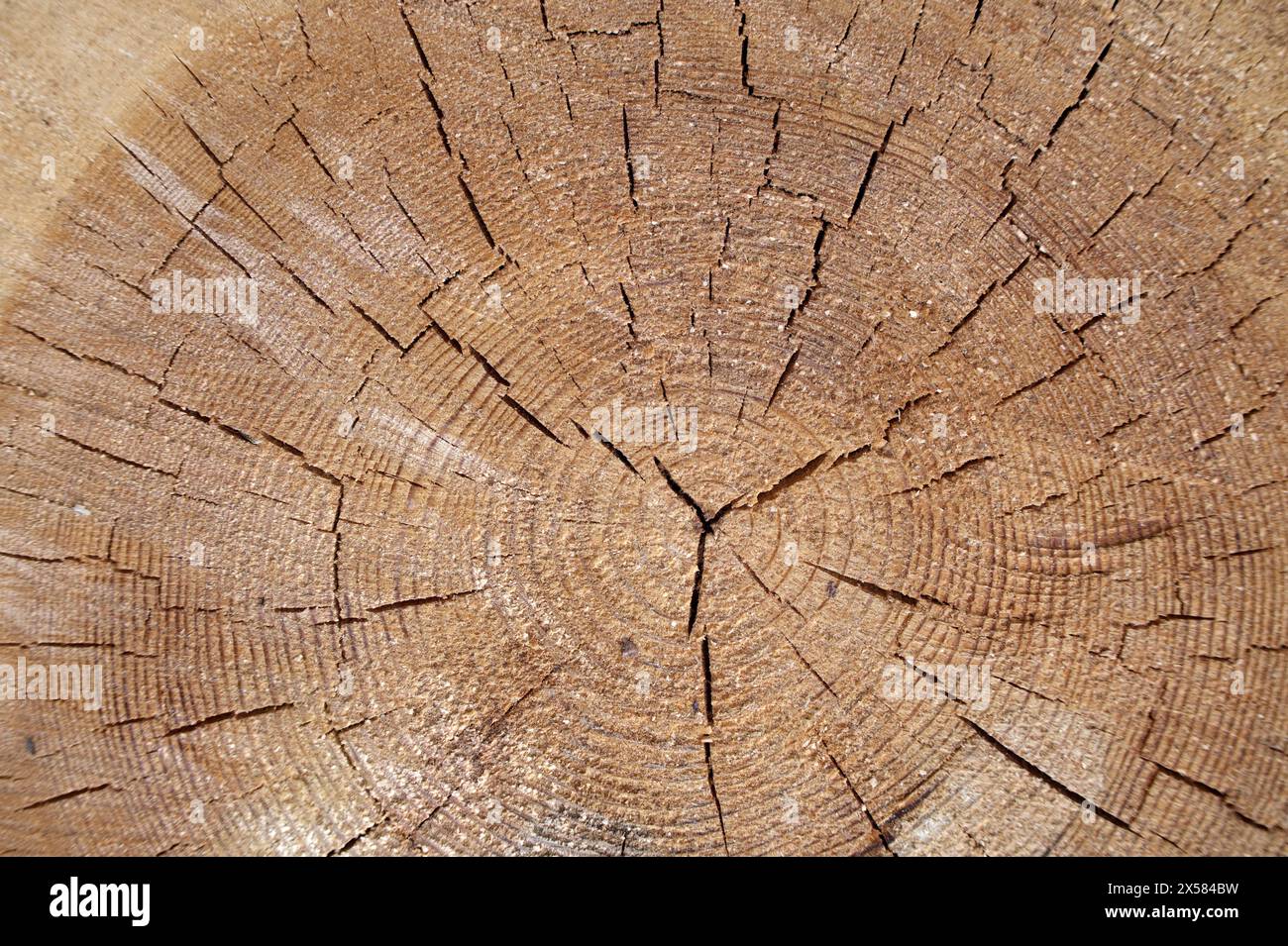 Close up view of the cross section of a tree trunk, tree rings display ...