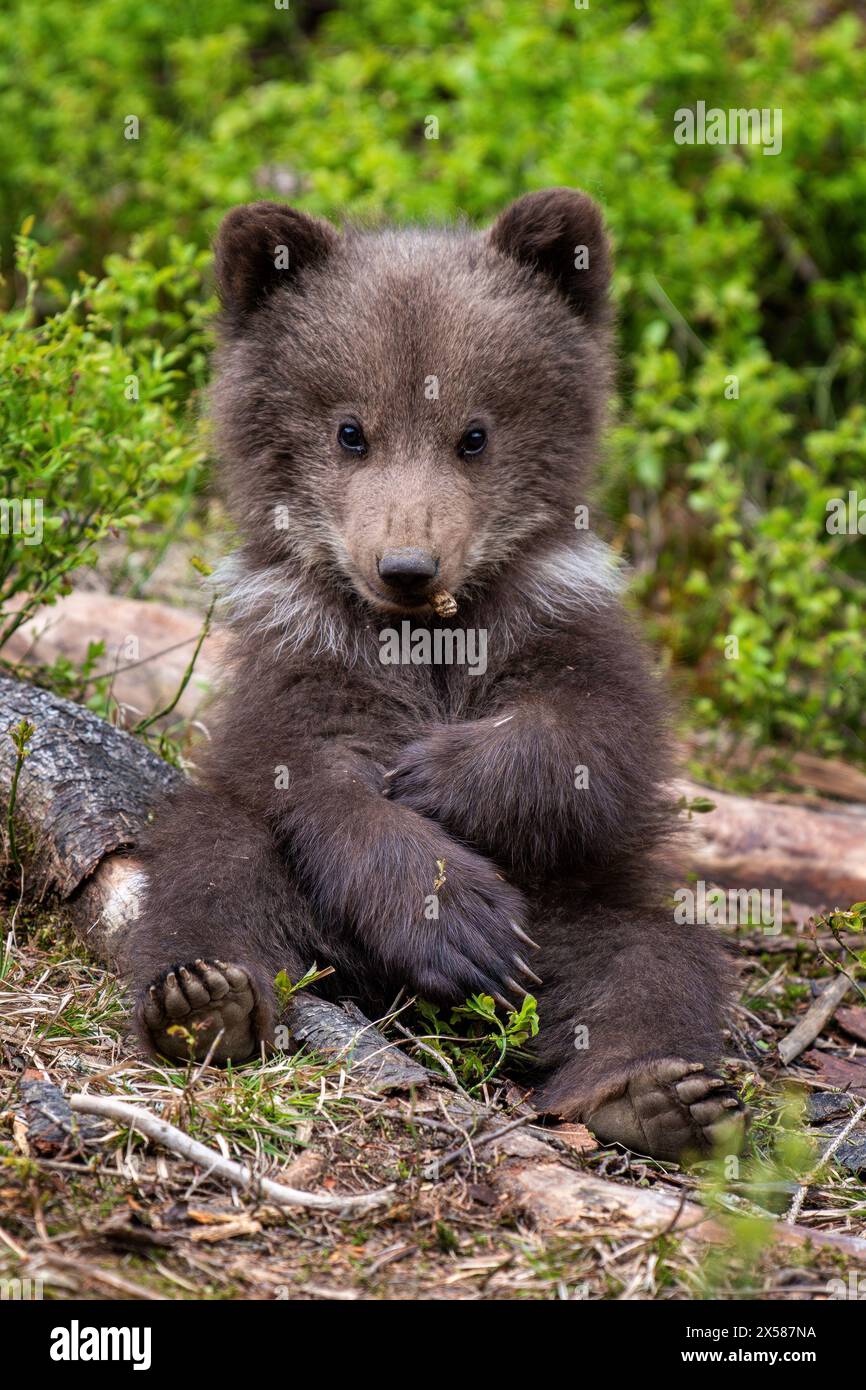 Young brown bear cub in the forest. Animal in the nature habitat ...