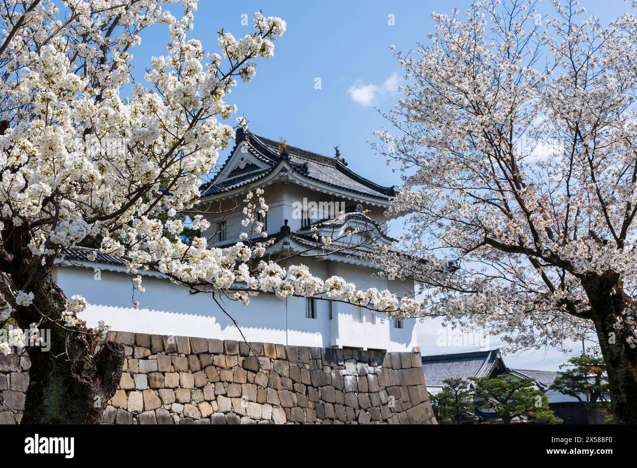 Cherry blossom along the moat of the Nijo Castle, Kyoto, Japan Stock ...