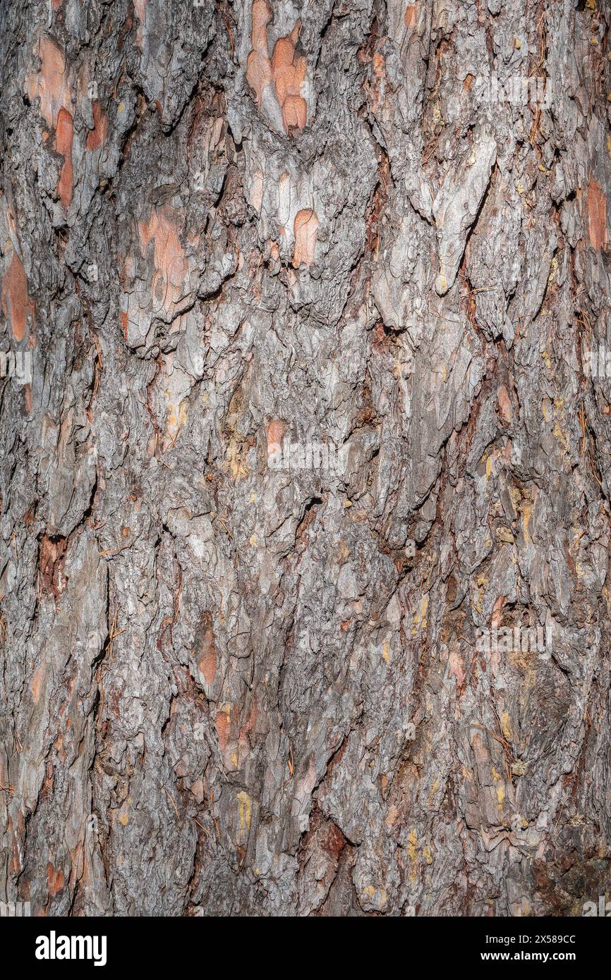 The bark of an old tree. Larch bark. Detailed bark texture Stock Photo ...