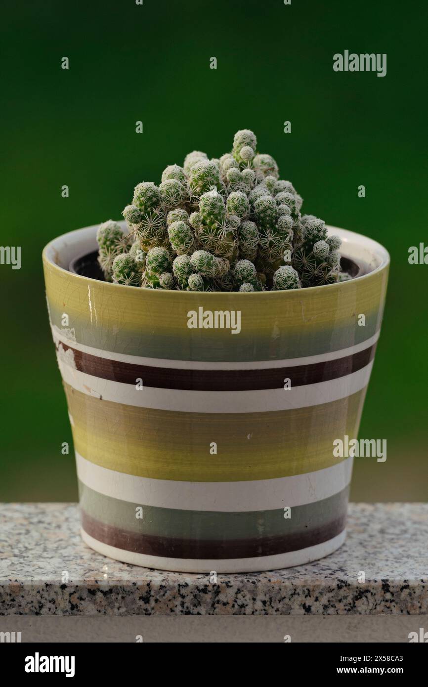 This charming photograph captures a solitary thimble mammillaria cactus ...