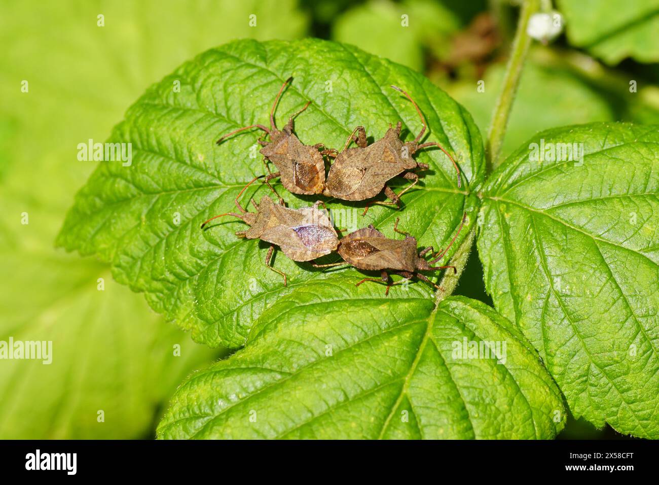 Mating Dock bugs (Coreus marginatus), family Coreidae on leaves of a ...