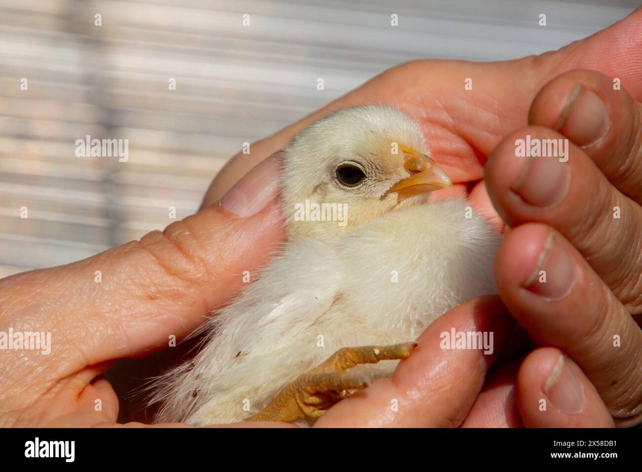 Hand holding baby chick hi-res stock photography and images - Alamy