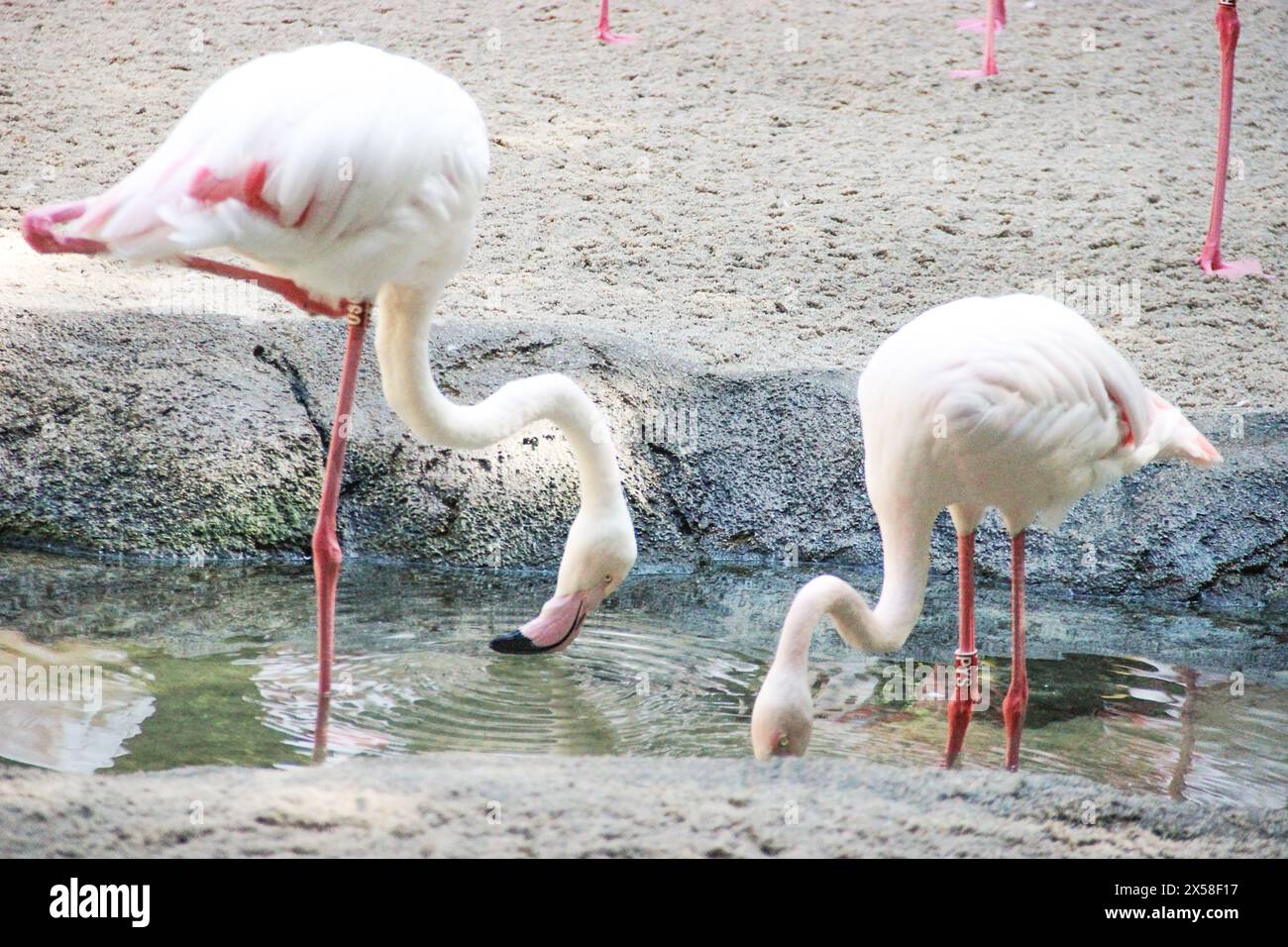 Par de animales hi-res stock photography and images - Alamy