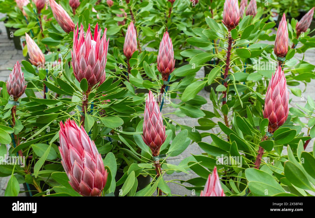 Protea cynaroides plant with flower. Is the national flower of South ...
