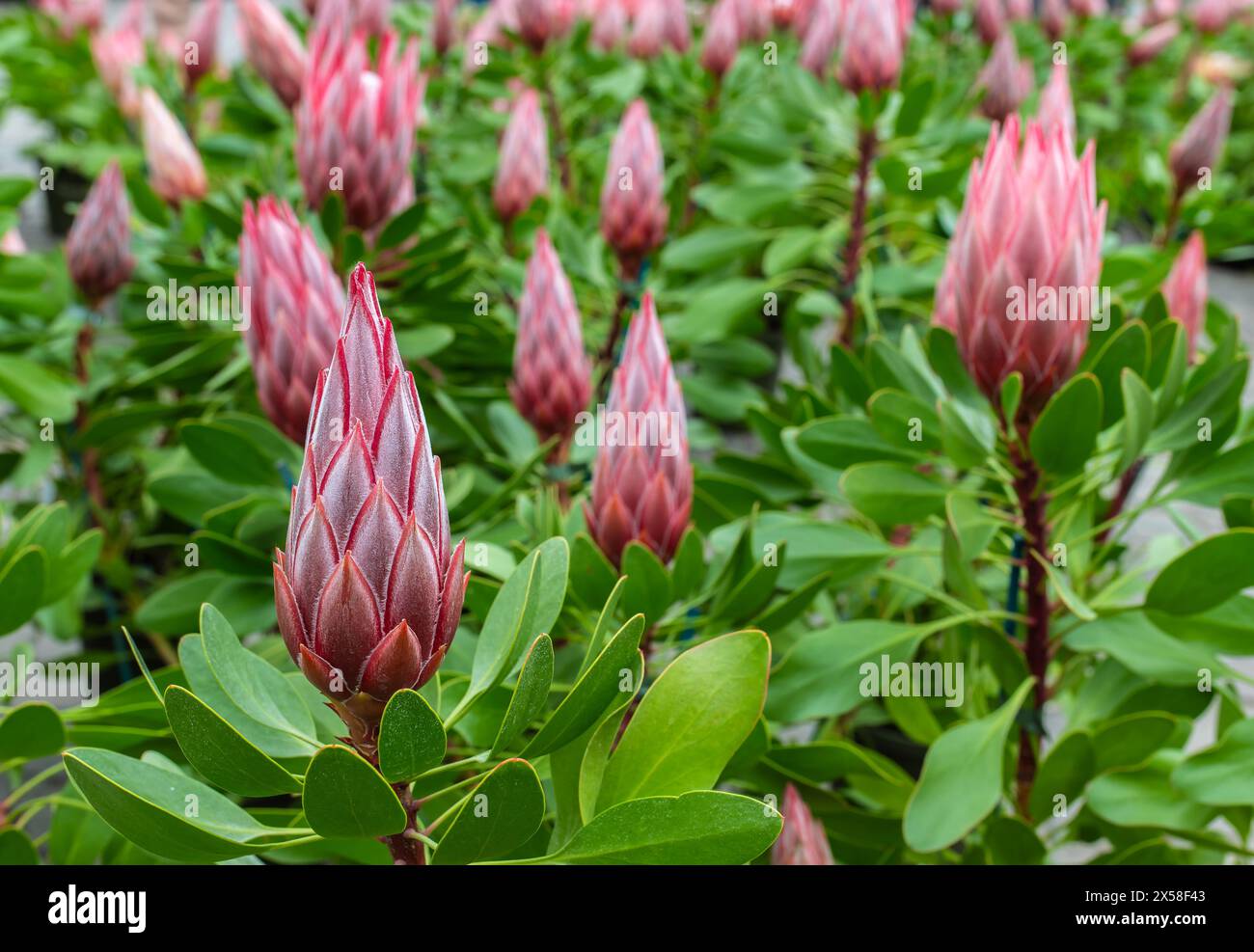 Protea cynaroides plant with flower. Is the national flower of South ...