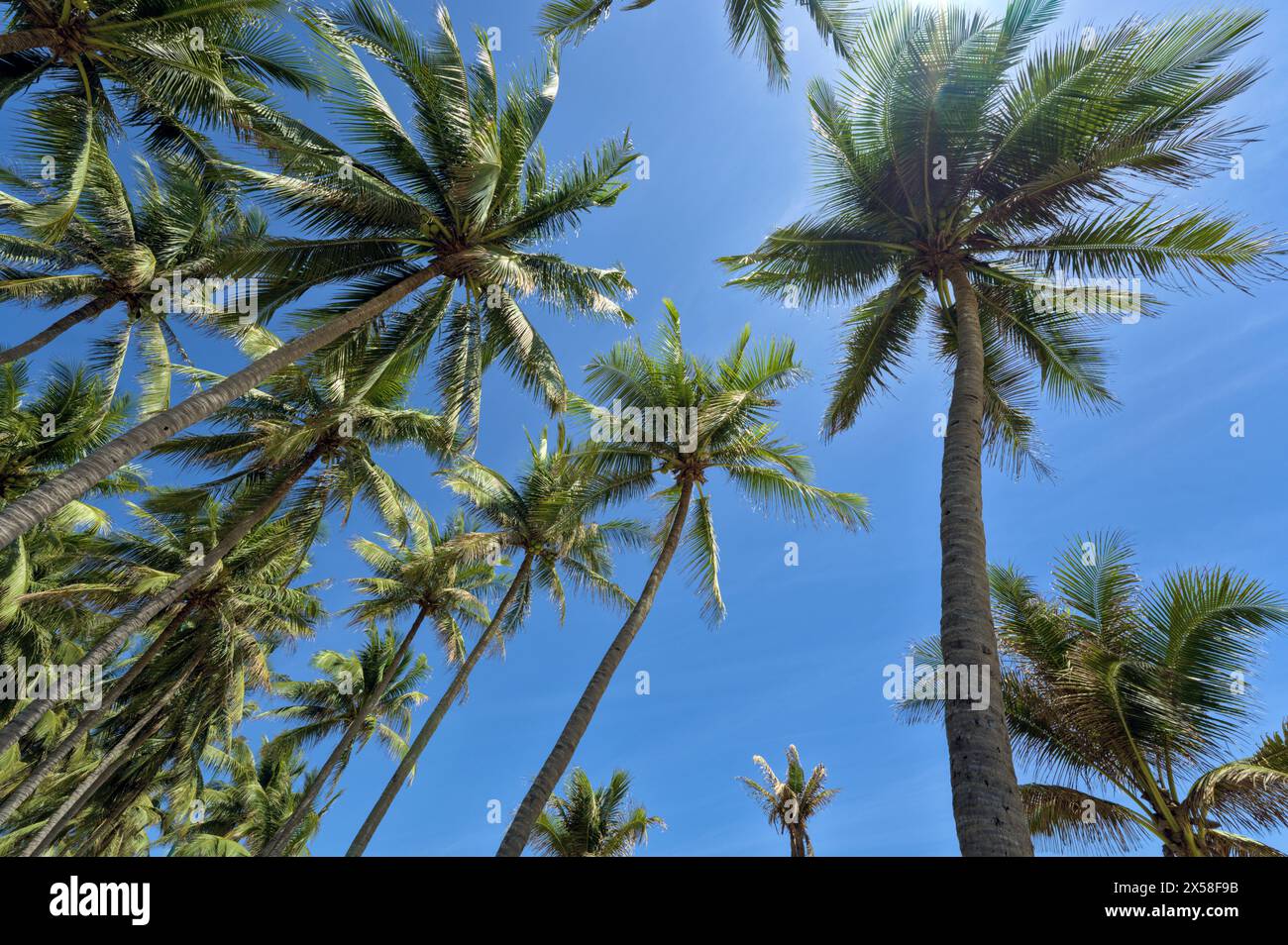 Street coconut palm trees hi-res stock photography and images - Alamy