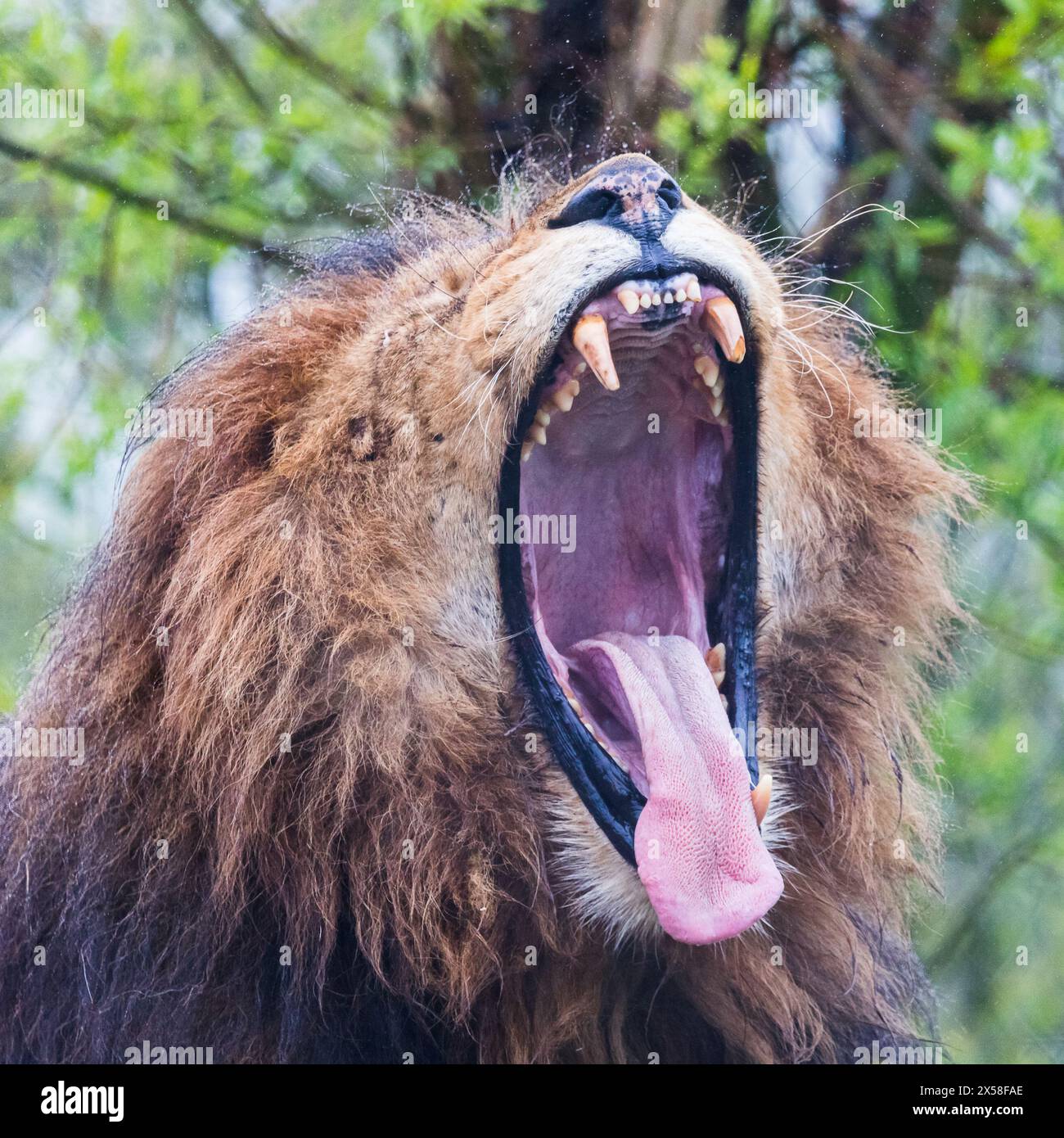 Square crop of an adult African Lion pictured yawning Stock Photo - Alamy