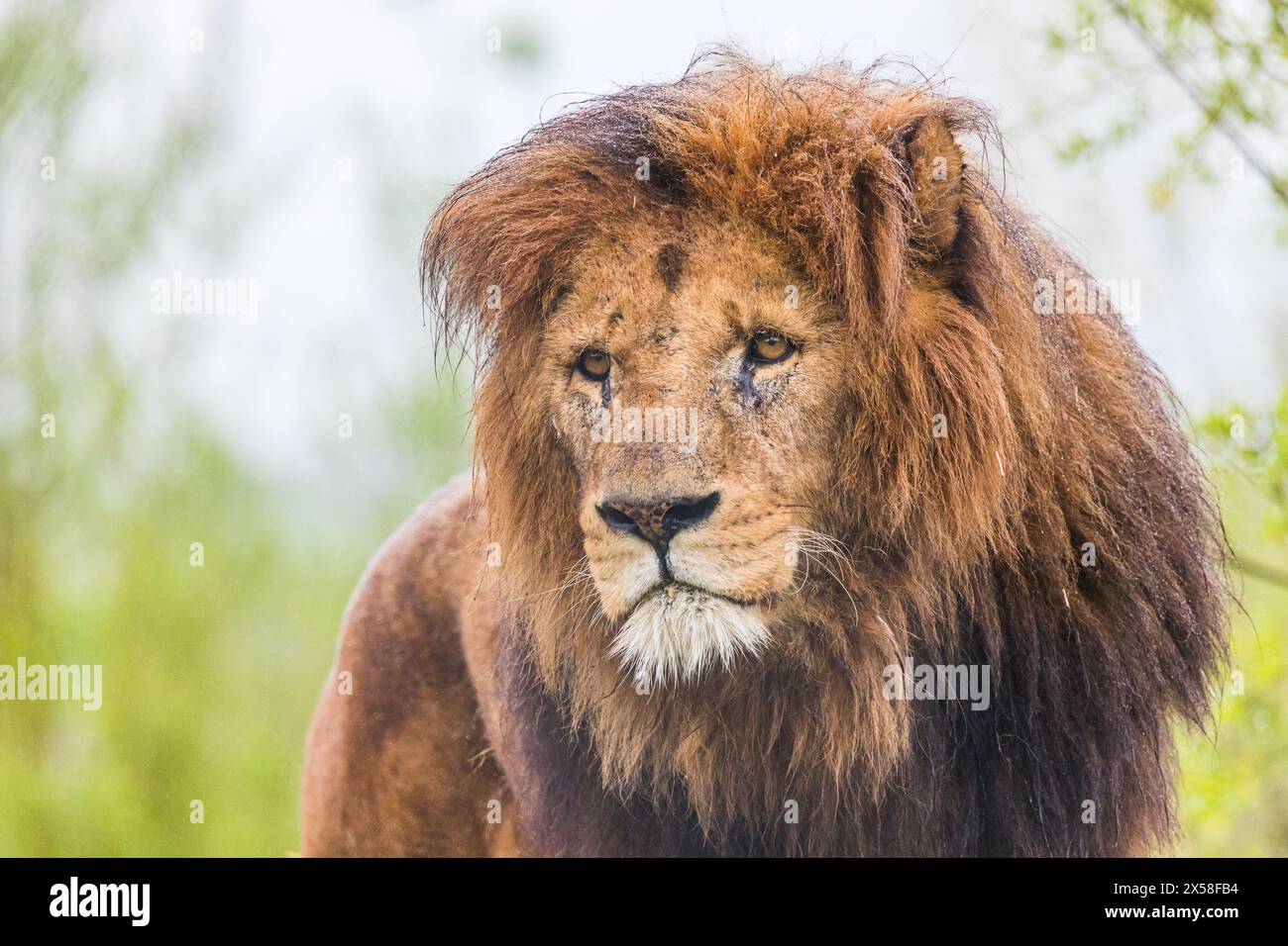 Close up image of a male African Lion as it faces the camera Stock ...