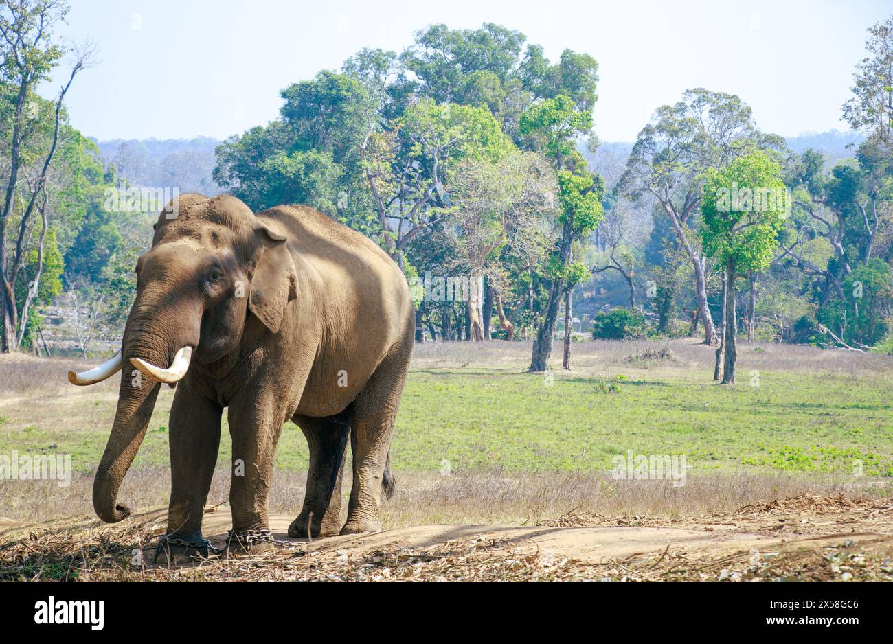 Asian Indian Elephant at Dubare elephant camp, Portrait of Elephant ...