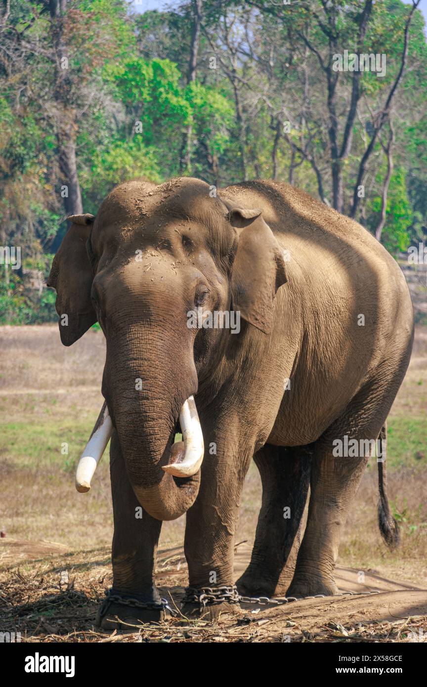 Asian Indian Elephant at Dubare elephant camp, Portrait of Elephant ...