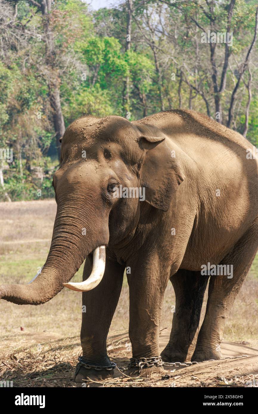 Asian Indian Elephant at Dubare elephant camp, Portrait of Elephant ...